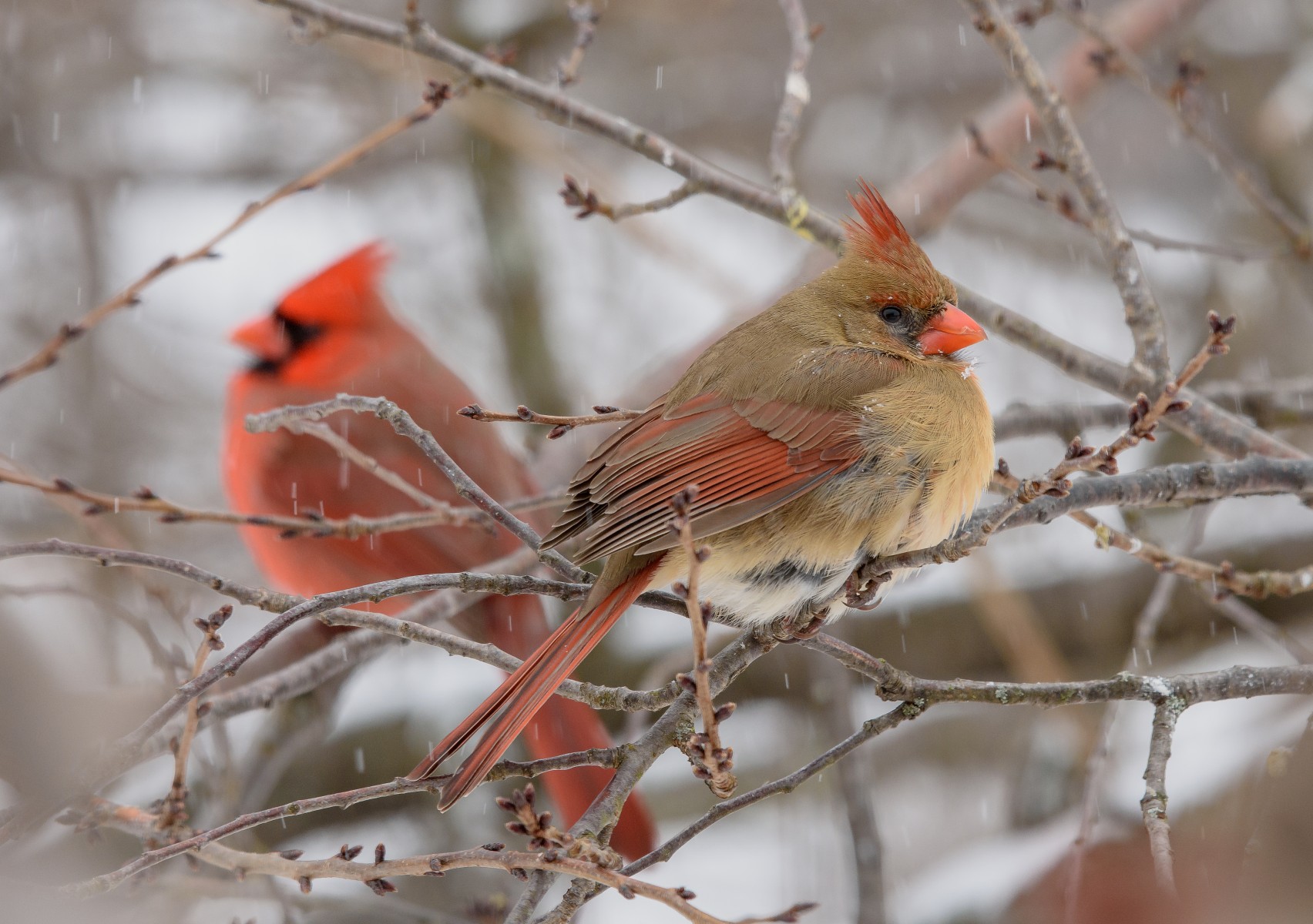 Jarzyna study finds U.S. birds' Eastern, Western behaviors are polar ...
